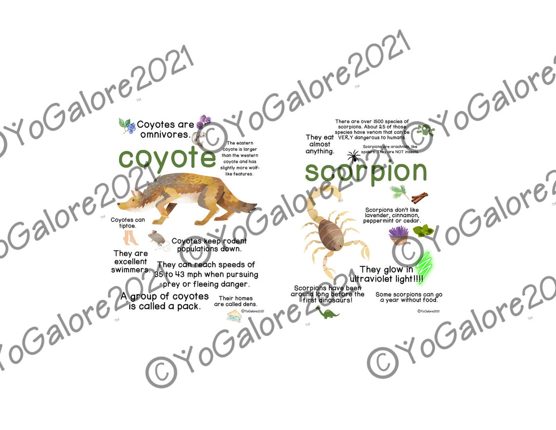 Desert Animal Facts: Posters for the Classroom (or Playroom!) - Etsy