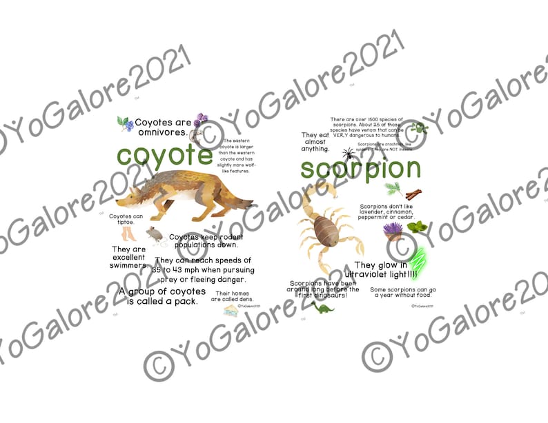 Desert Animal Facts: Posters for the Classroom (or Playroom!) - Etsy