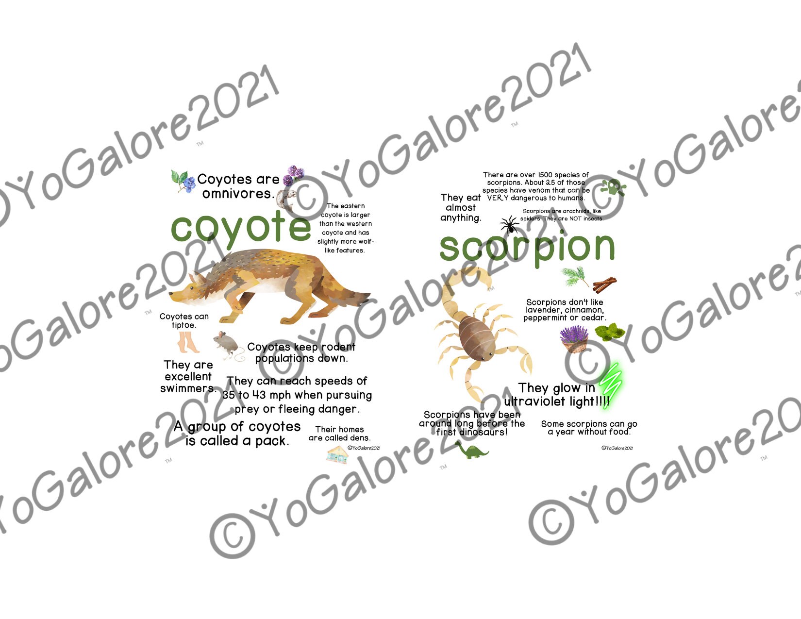 Desert Animal Facts: Posters for the Classroom (or Playroom!) - Etsy