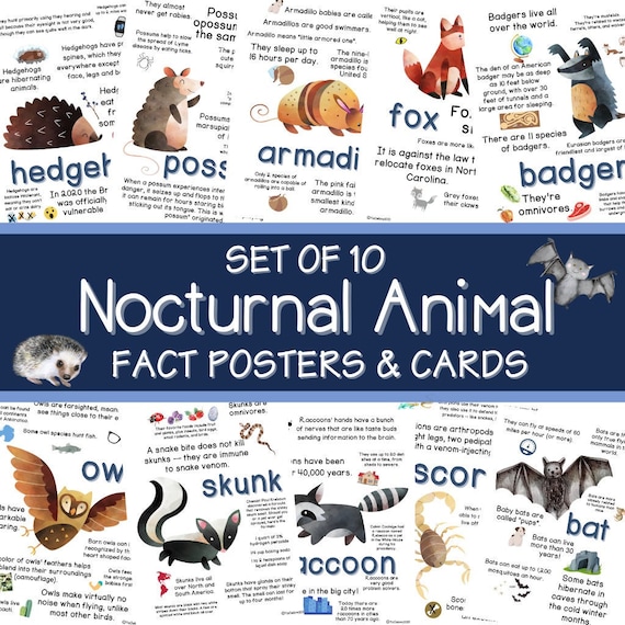 Nocturnal Animals Preschool