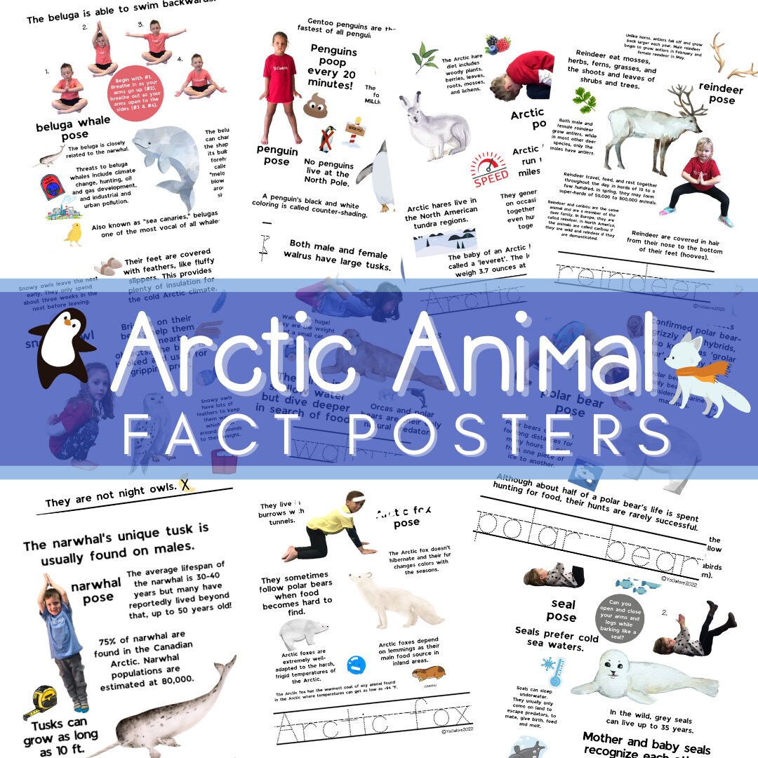 Arctic Animal Posters With Yoga Poses - Etsy