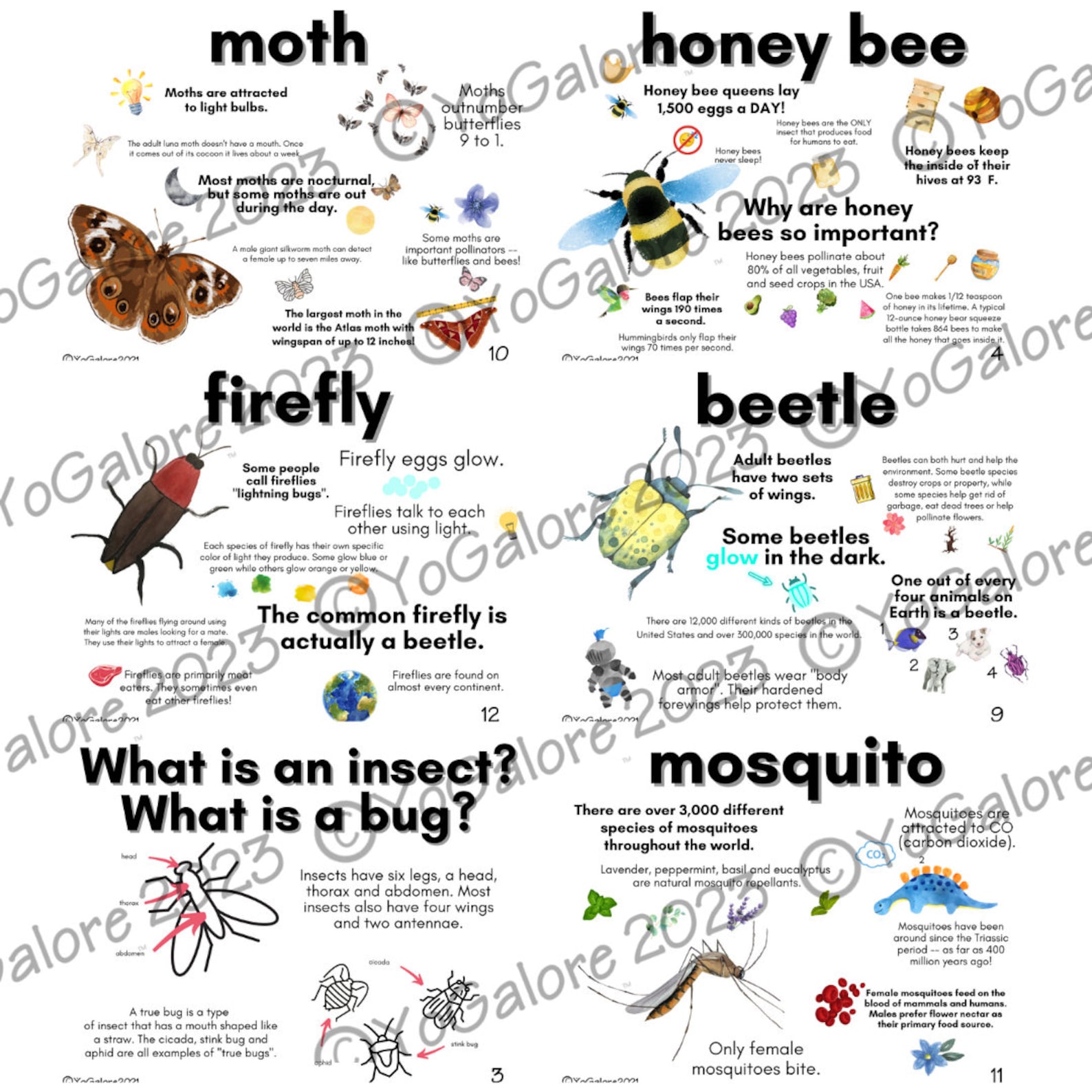 Fun Insect Facts: Posters and Cards With Bug/insect Fun Facts - Etsy