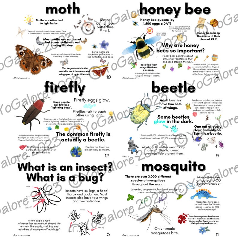 Fun Insect Facts: Posters and Cards With Bug/insect Fun Facts - Etsy