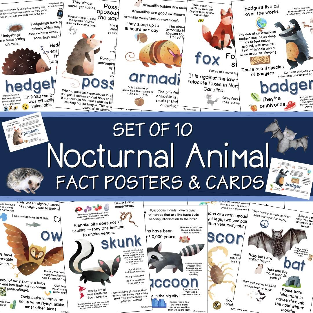 Nocturnal Animal Theme Fact Posters for Preschool and Kindergarten ...