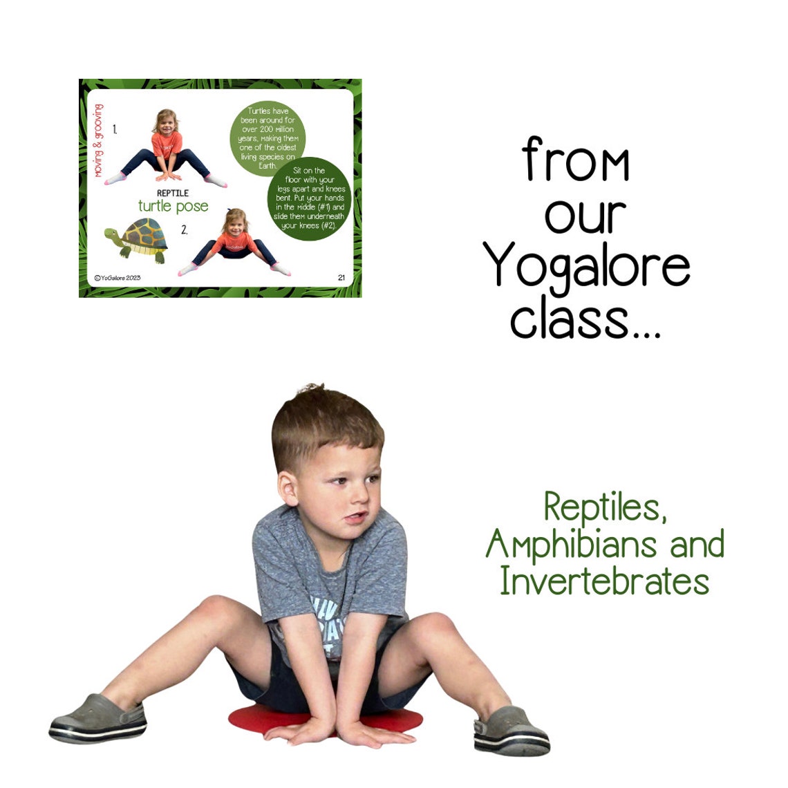 Reptiles, Amphibians and Invertebrates Yoga & Movement Pose Cards - Etsy