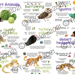 Desert Animal Facts: Posters for the Classroom (or Playroom!) - Etsy