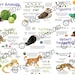 Desert Animal Facts: Posters for the Classroom (or Playroom!) - Etsy