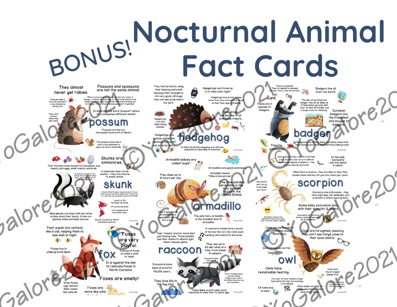 Nocturnal Animal Theme Fact Posters for Preschool and Kindergarten - Etsy