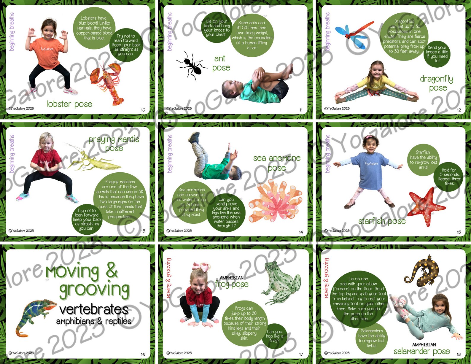 Reptiles, Amphibians and Invertebrates Yoga & Movement Pose Cards - Etsy