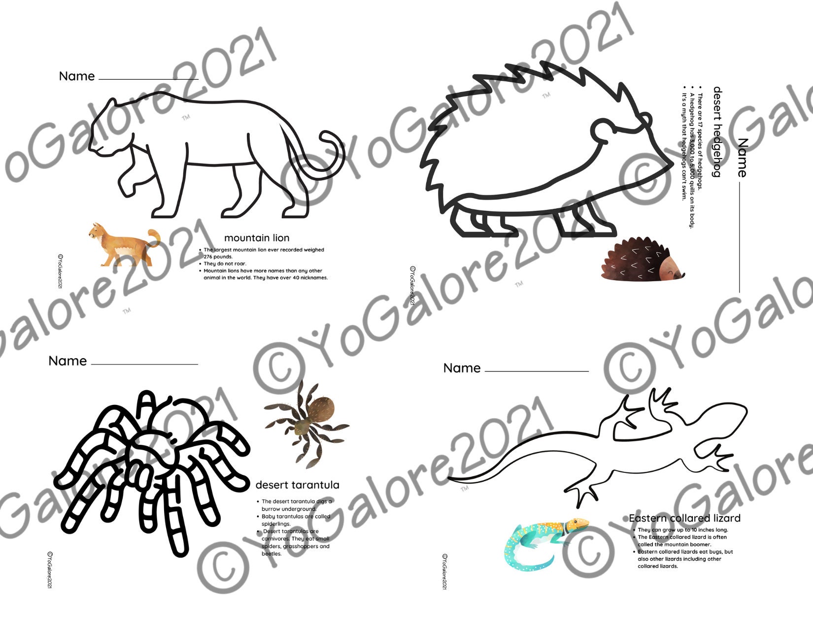 Desert Theme Activities: Set of 10 Fact Printables & Memory Game - Etsy