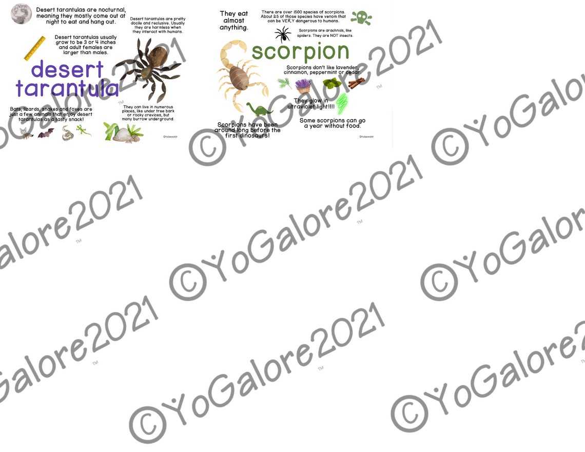 Desert Animal Facts: Posters for the Classroom (or Playroom!) - Etsy