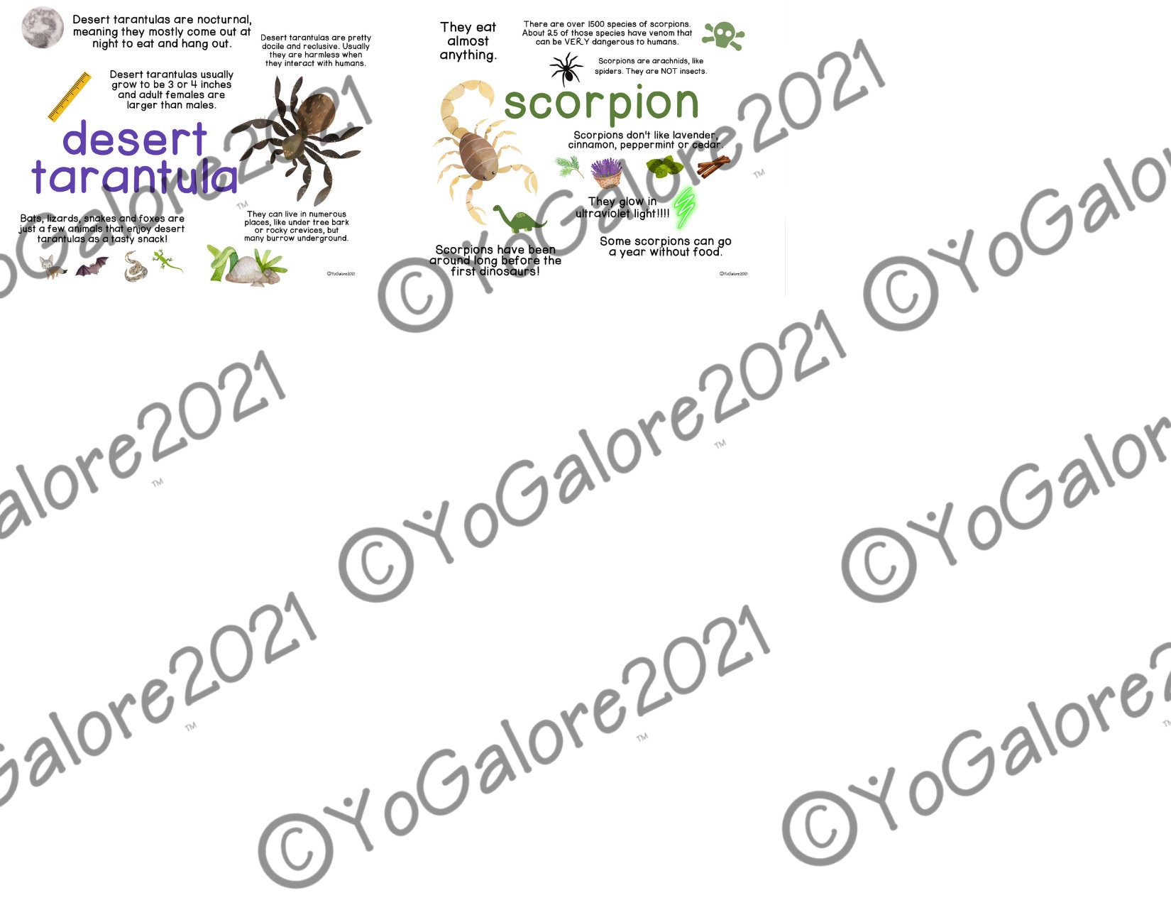 Desert Animal Facts: Posters for the Classroom (or Playroom!) - Etsy