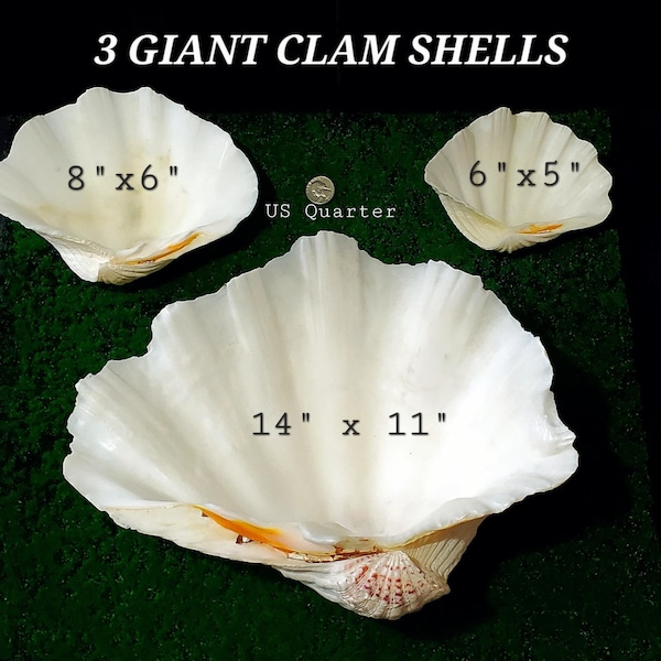 Clam Shell Planter - Etsy