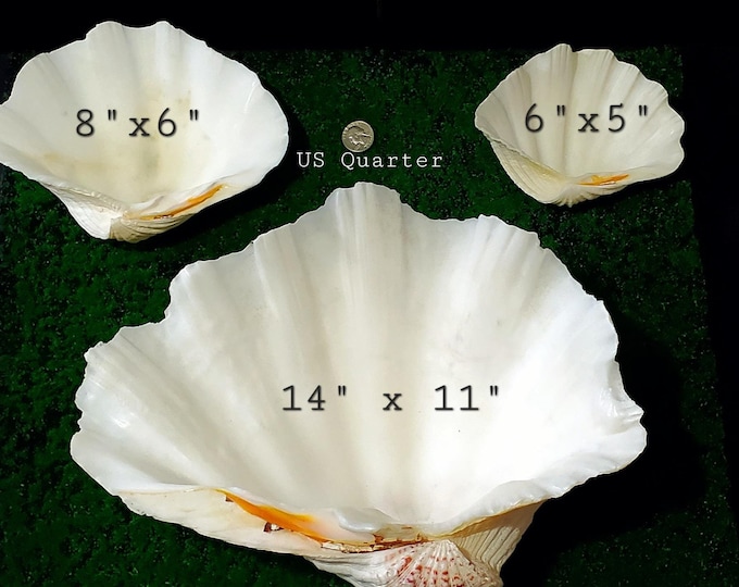 HUGE Real Natural Endangered Giant Clam 3 Shell Set, Art, Planter ...