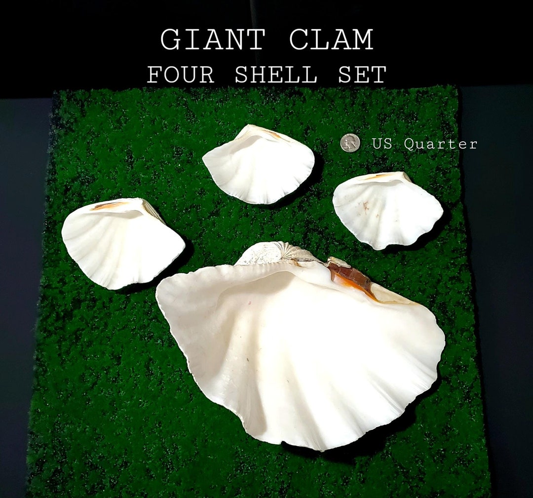HUGE Real Natural Endangered Tridacna Gigas (giant Clam) 4 Shell Set ...