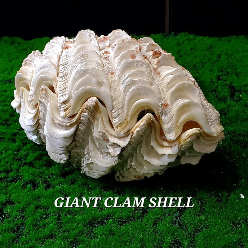 Clam Shell Planter - Etsy