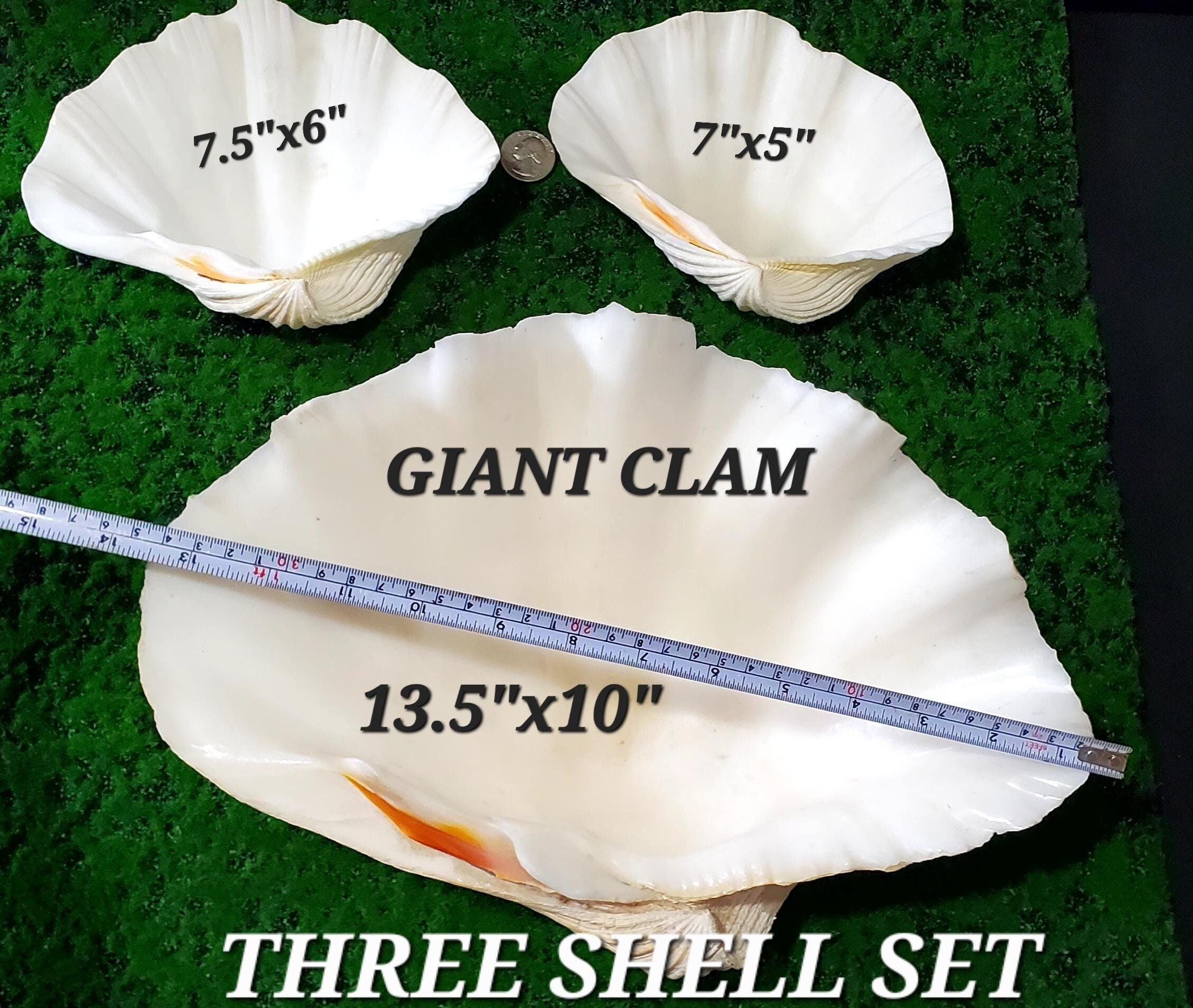 HUGE Real Natural Endangered Tridacna Gigas (giant Clam) 3 Shell Set ...