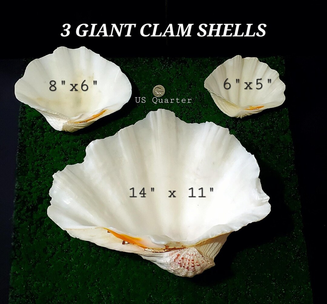 HUGE Real Natural Endangered Giant Clam 3 Shell Set, Art, Planter ...