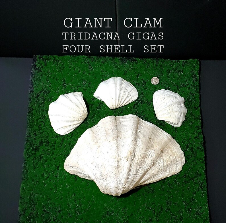 HUGE Real Natural Endangered Tridacna Gigas (giant Clam) 4 Shell Set ...