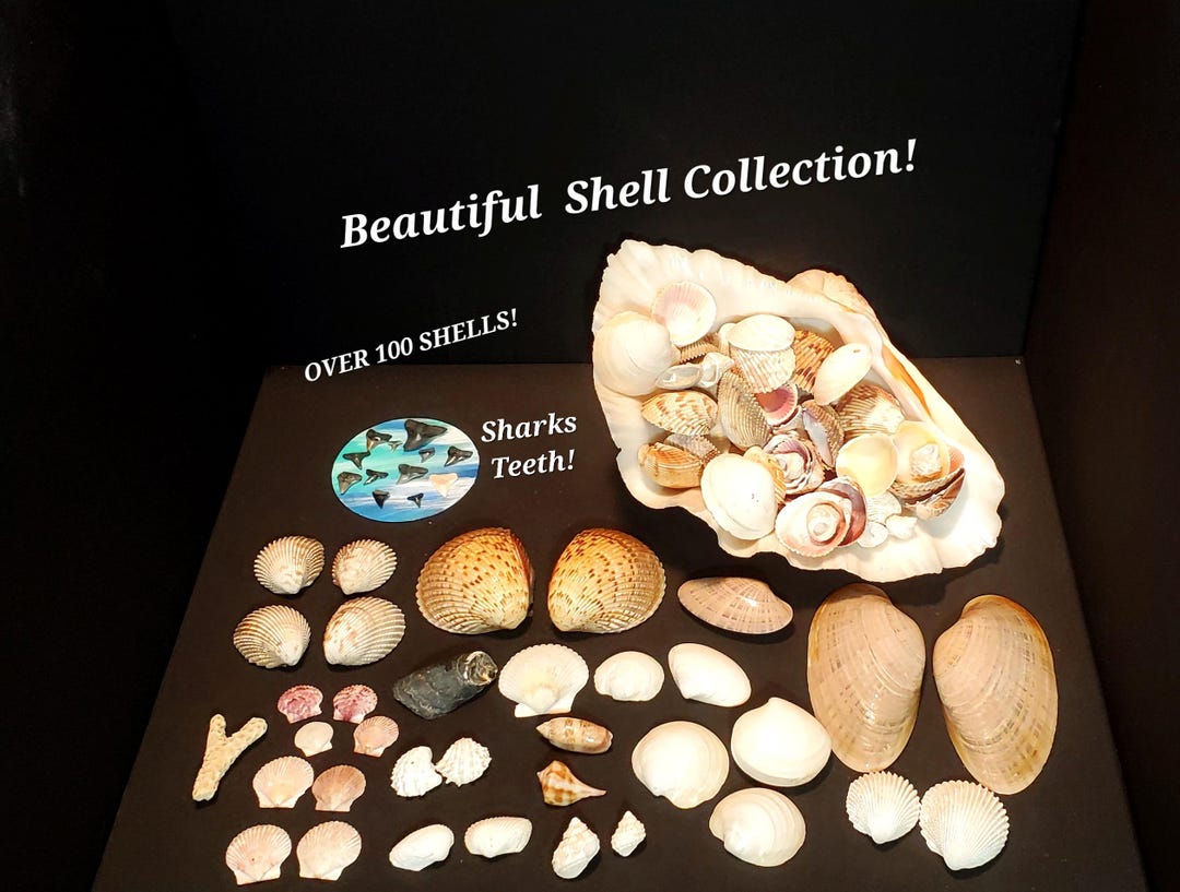 Beautiful Florida 100 SHELL COLLECTION Real 12x9 Natural Giant Clam ...