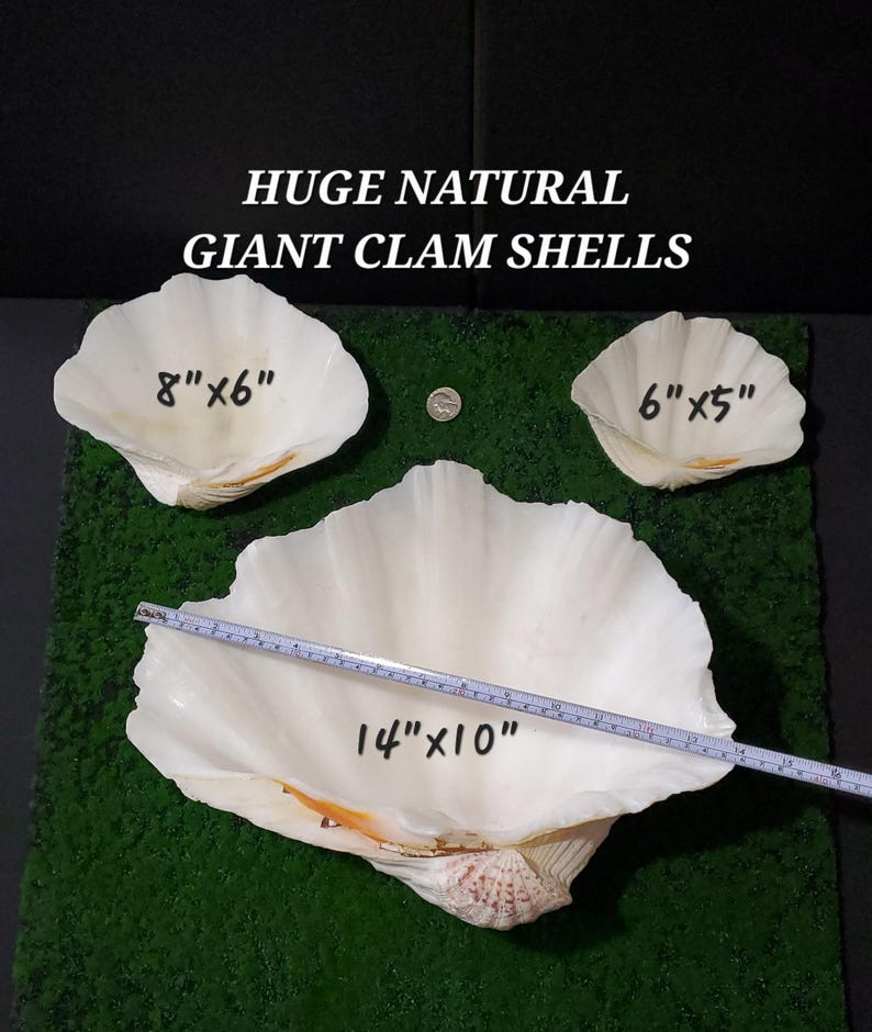 HUGE Real Natural Endangered Giant Clam 3 Shell Set, Art, Planter ...