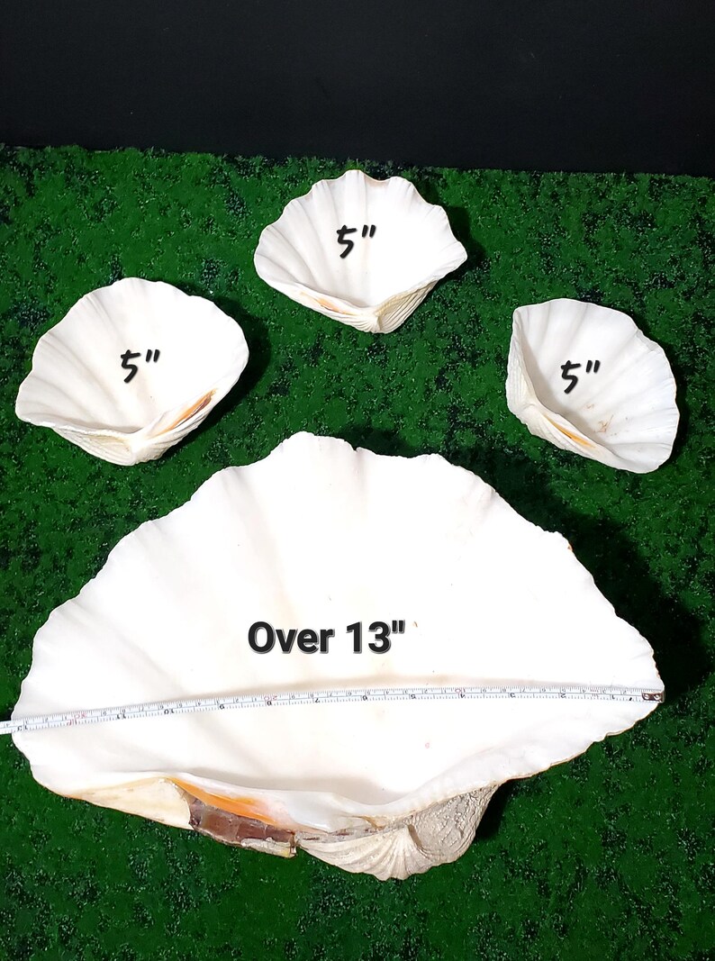 HUGE Real Natural Endangered Tridacna Gigas (giant Clam) 4 Shell Set ...