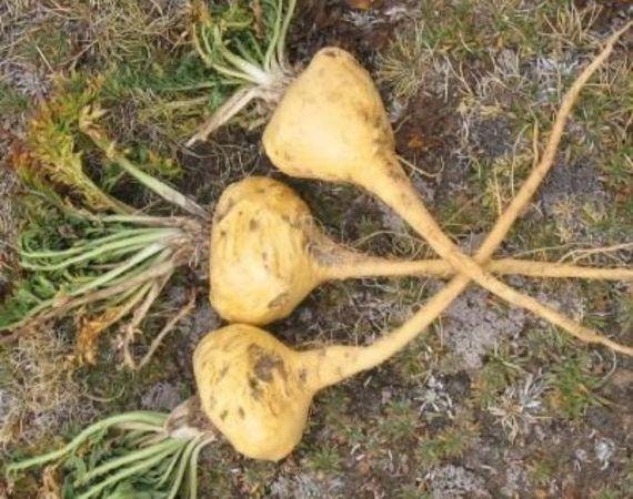 Premium Tri-color Maca Root - Organic - Etsy