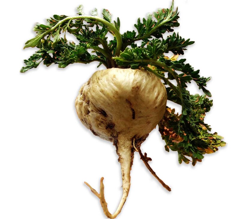 Premium Tri-color Maca Root - Organic - Etsy