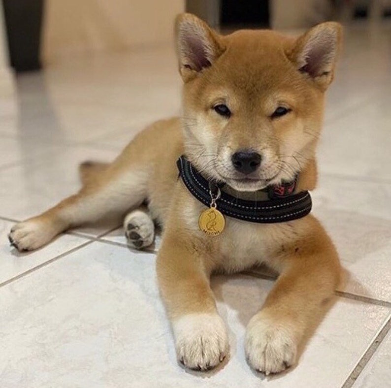 Shiba Inu Dog ID Tag or Keychain - Etsy