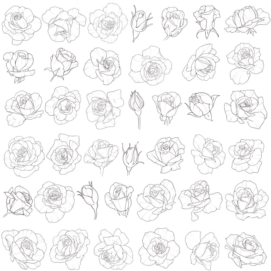 Rose Flowers Procreate Stamps Procreate Canva PNG Files | Etsy