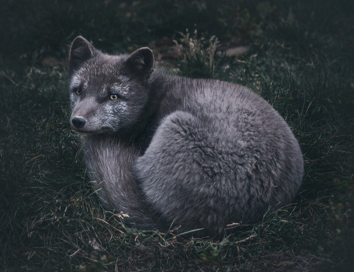 Gray Arctic Fox Print Scandinavian Fine Art Photography - Etsy