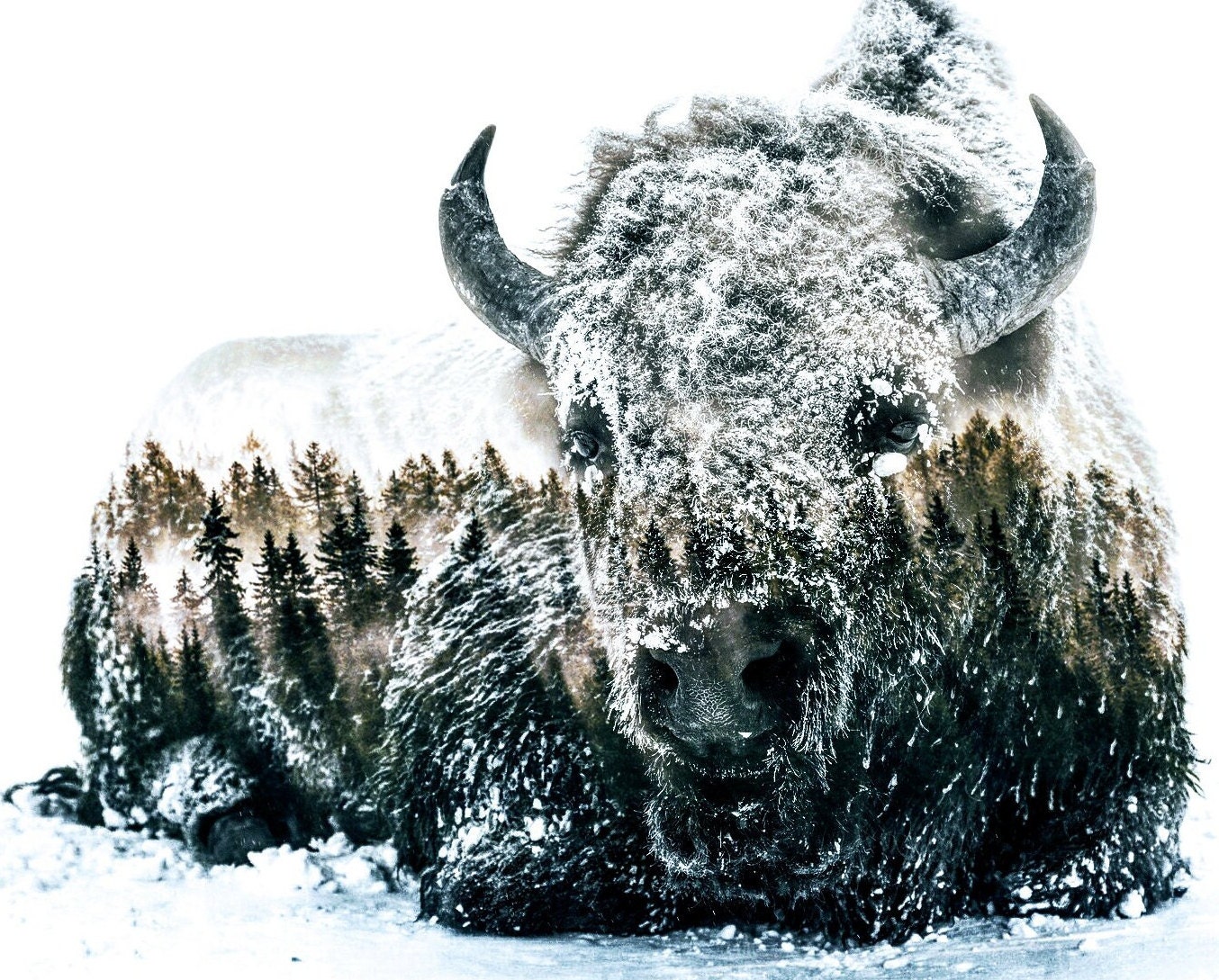 Bison Buffalo Canvas Print, Beautiful Wall Décor, Signature Wildlife ...