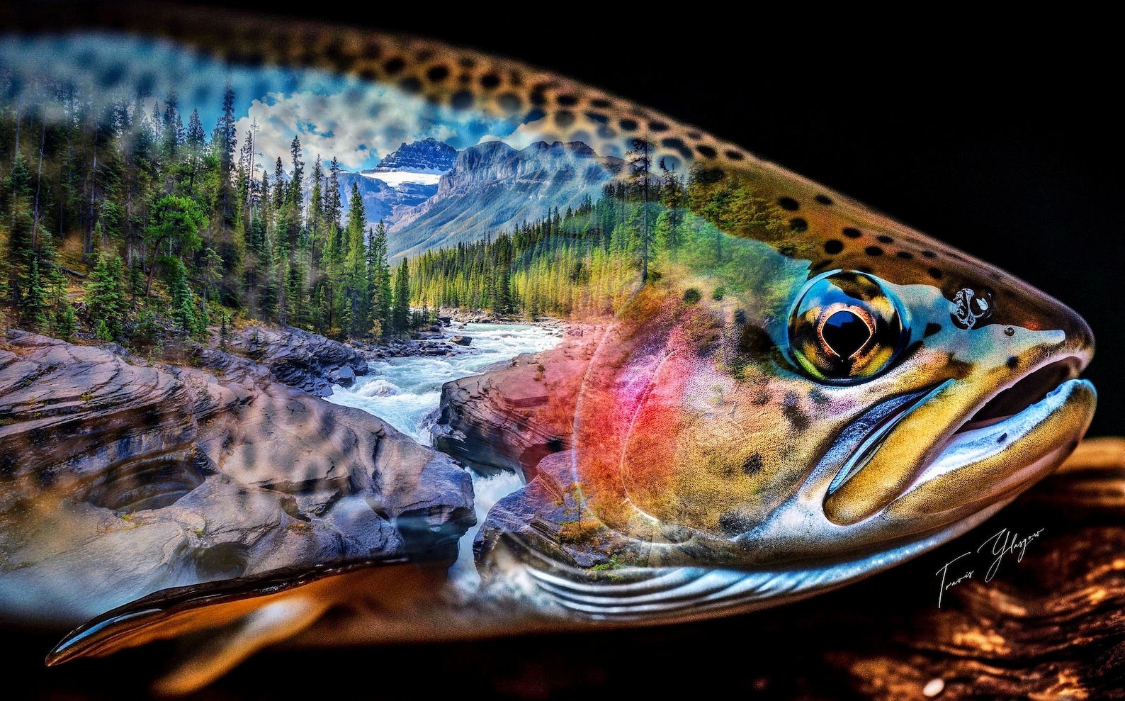 Rainbow Trout Canvas Print, Fish and Rocky Mountains, Made on Stretched ...