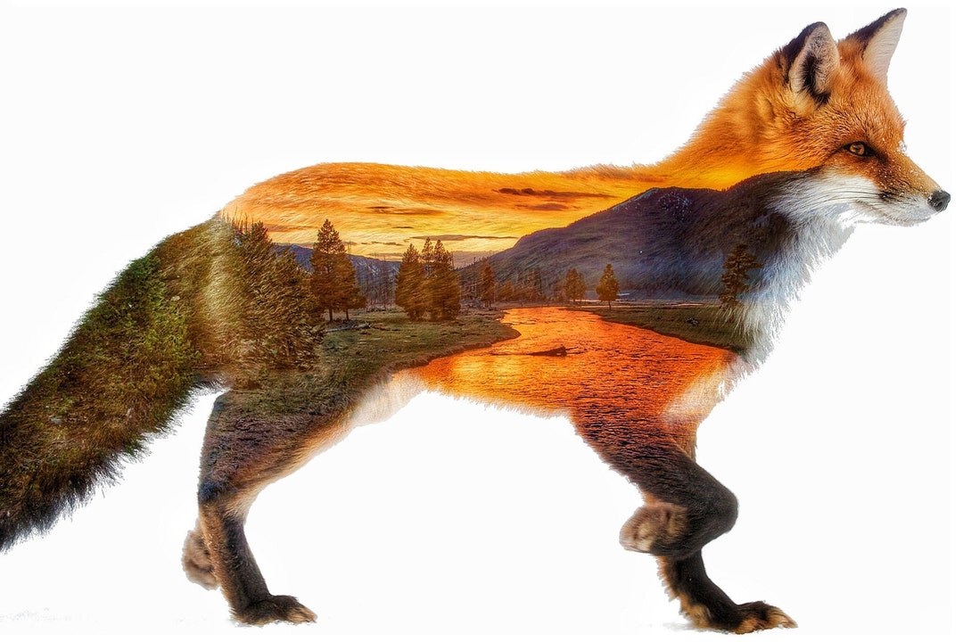 Fox Canvas Print, Fox and Yellowstone on Canvas, Made on Stretched ...