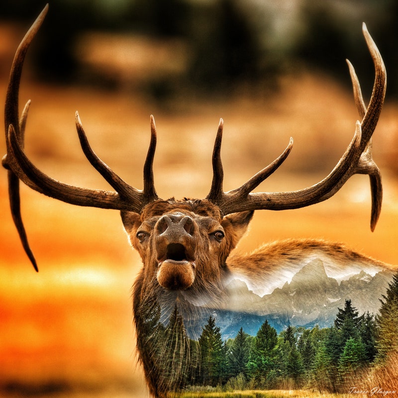 Elk Canvas Wall Art - Etsy