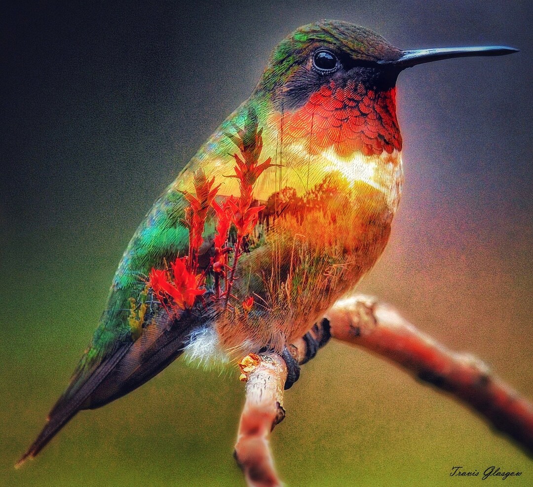 Hummingbird Canvas Print, Bird and Landscape Art on Canvas, Made on ...
