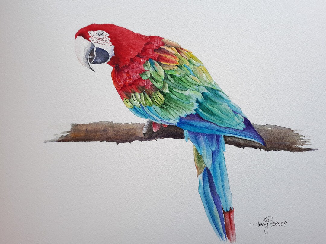 Colorido loro pájaro acuarela pintura ORIGINAL presenta Deep Reds Blues ...