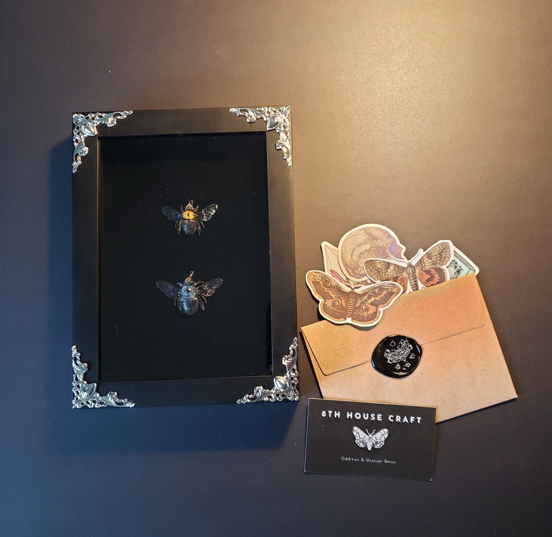 Taxidermy Bees Gothic Home Decor Oddities & Curiosities Preserved ...