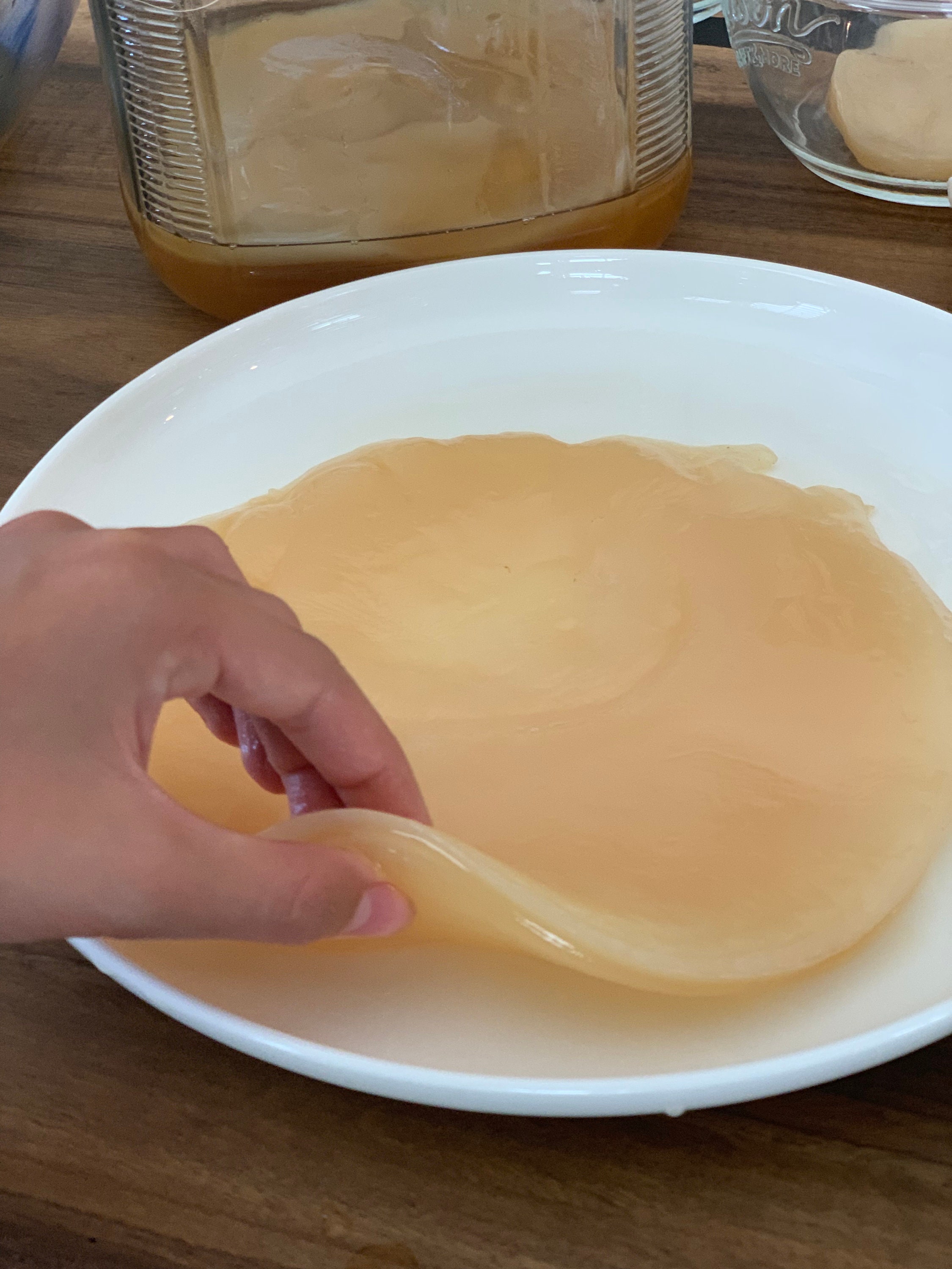 Big Scoby - Etsy