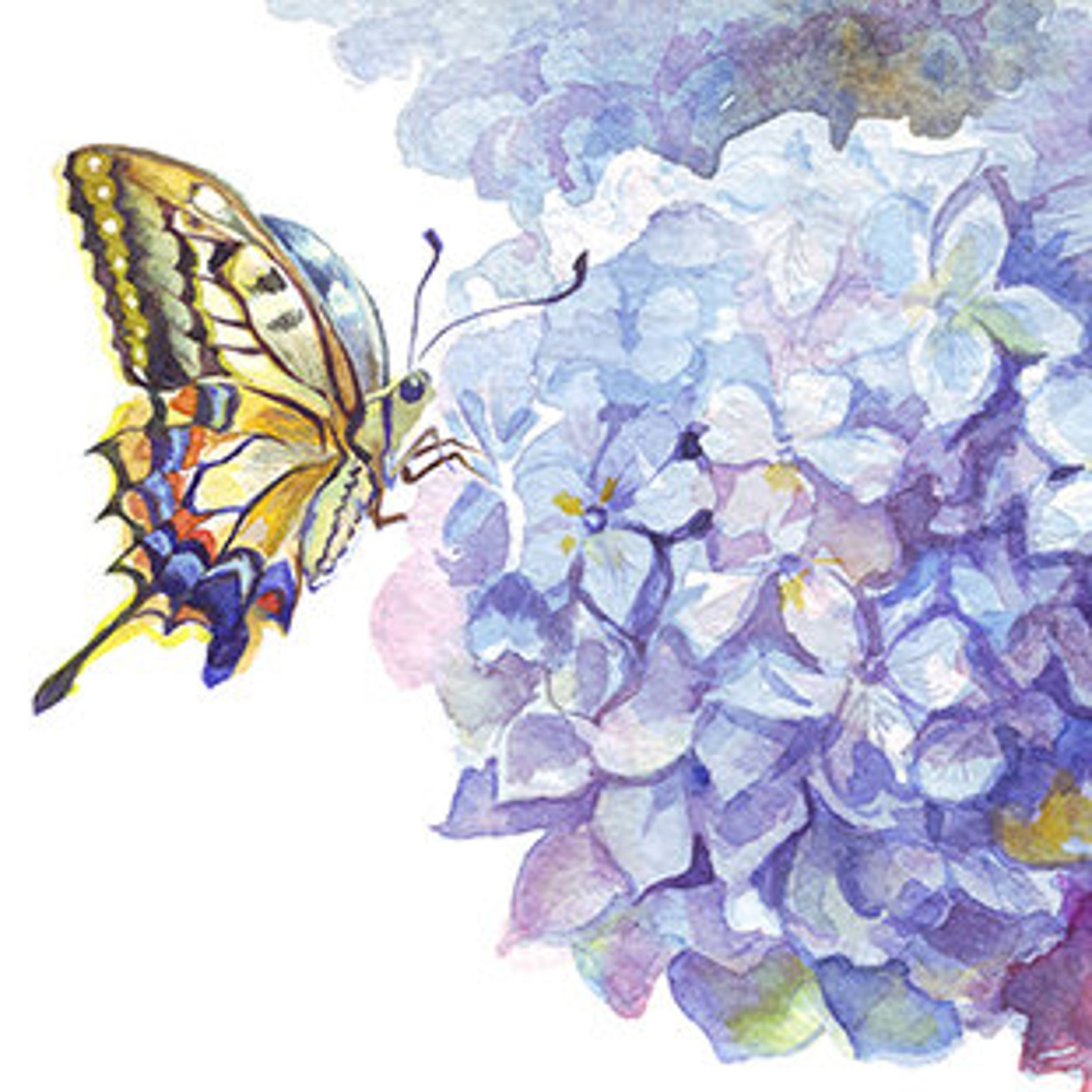 Small Watercolor Painting of Hydrangea, Hand Painted Flowers, FRAME NOT ...