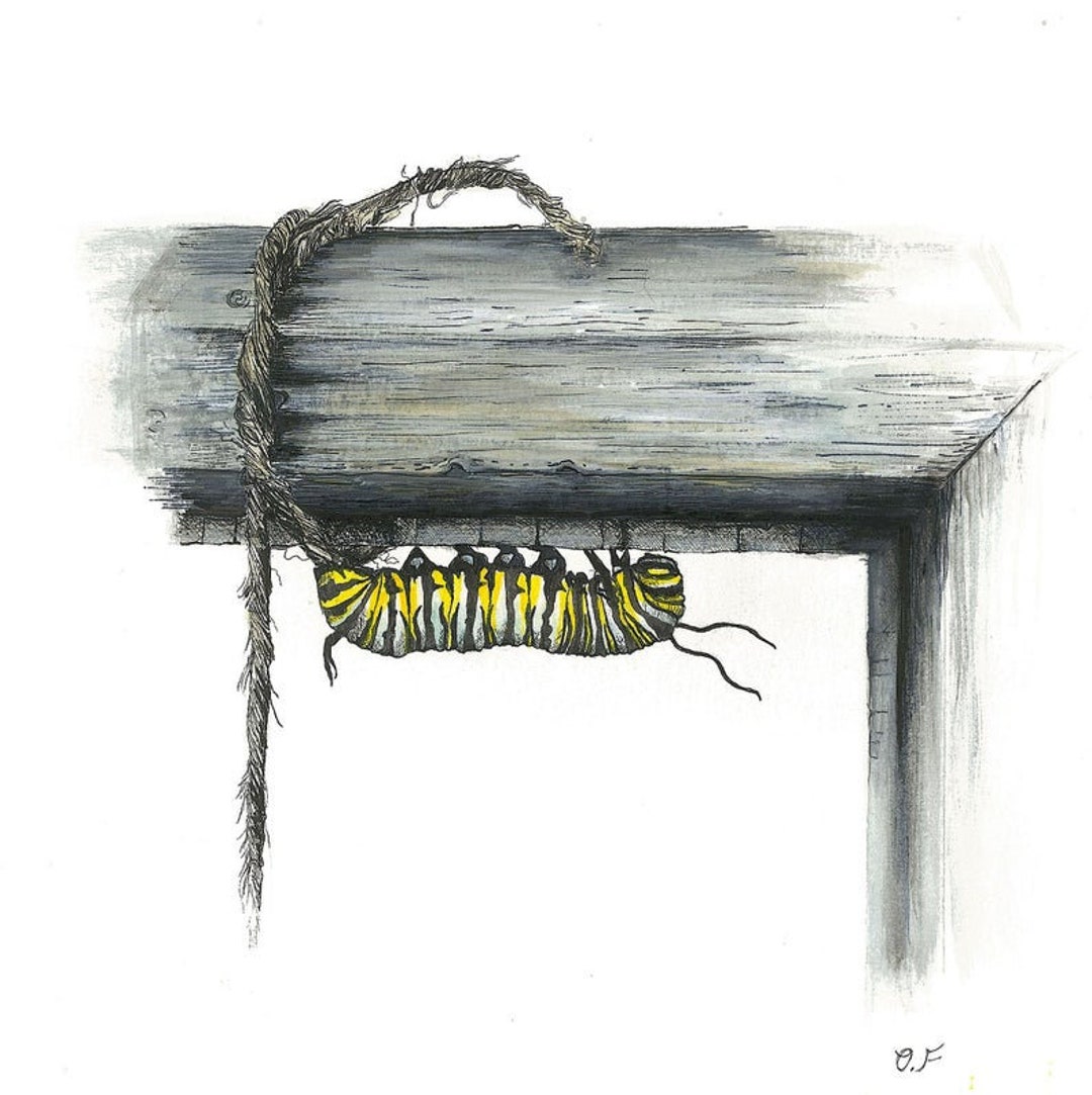 Monarch Caterpillar Cards, 5-pack - Etsy