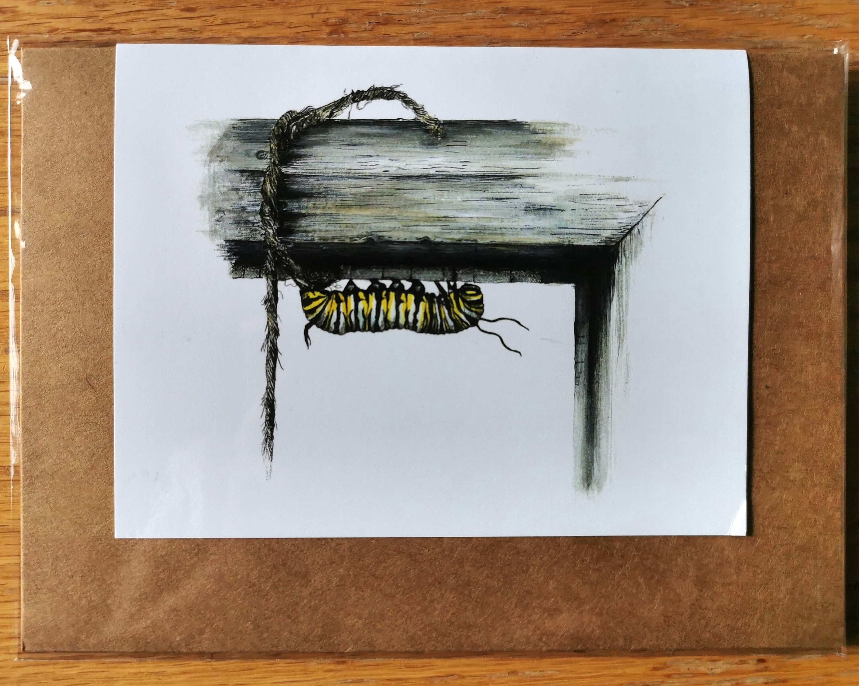 Monarch Caterpillar Cards 5-pack - Etsy