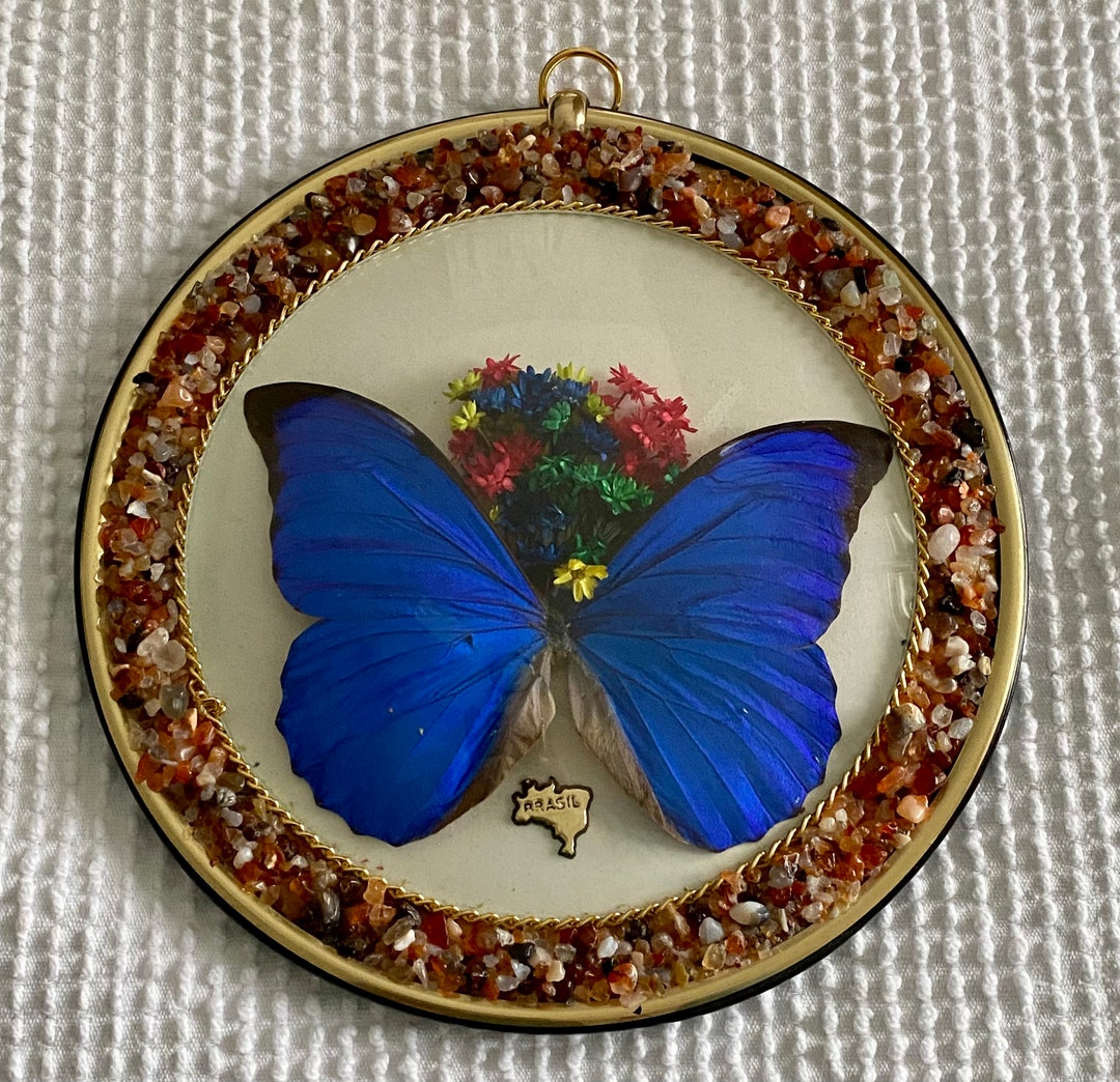 Blue Morpho BUTTERFLY Art, TAXIDERMY, Butterfly Art, Spring Decor, Joy ...