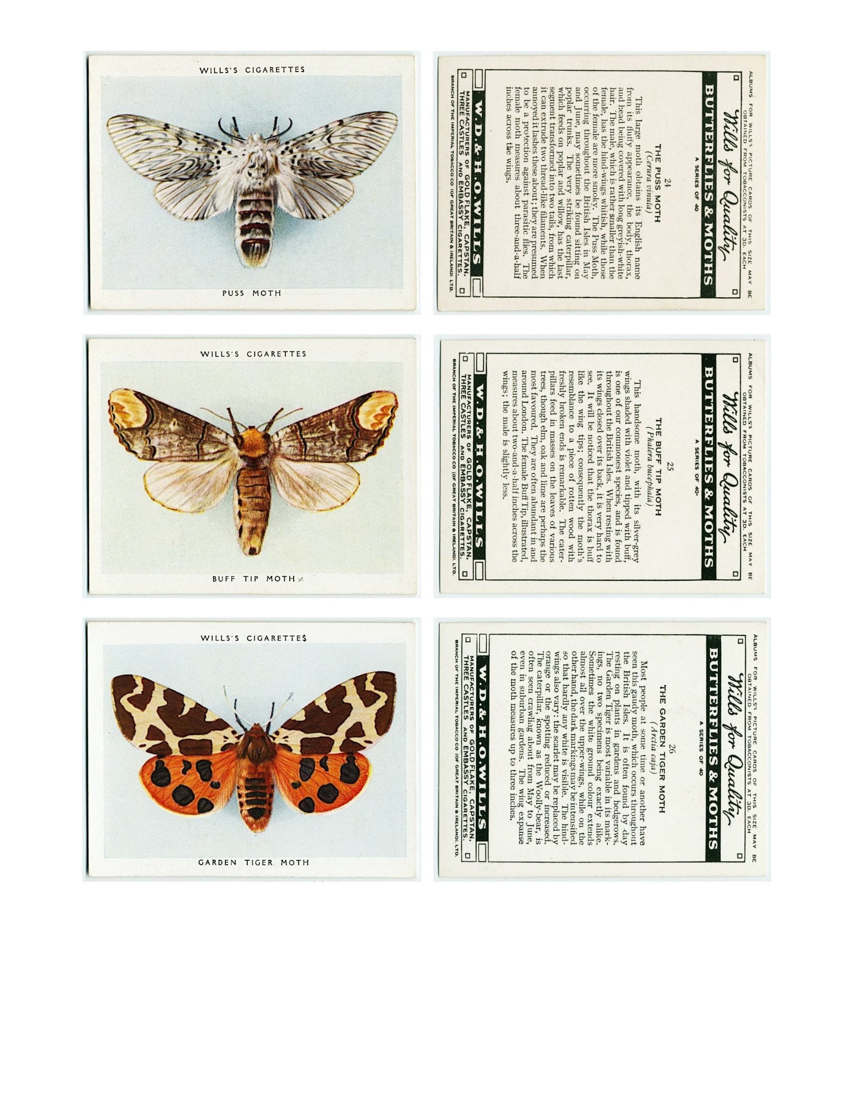 Butterfly & Moth Digital Download Will's Cigarette Cards - Etsy