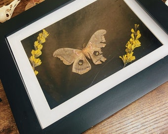 Moth Shadow Box - Etsy