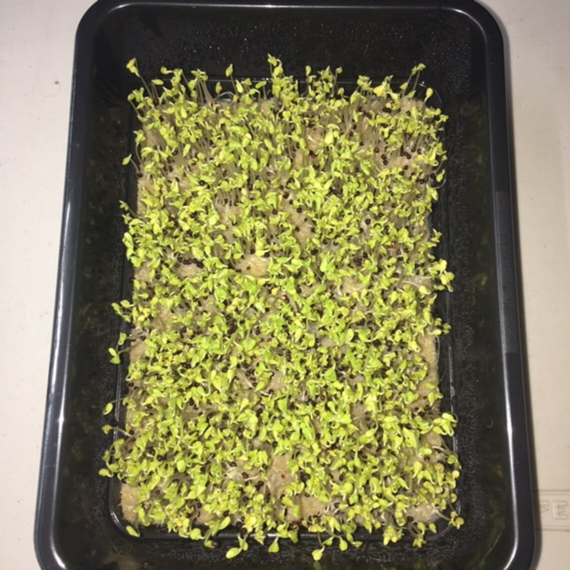 microgreens-grow-kit-hydroponic-hydroponic-grow-kit-hemp-pad-etsy