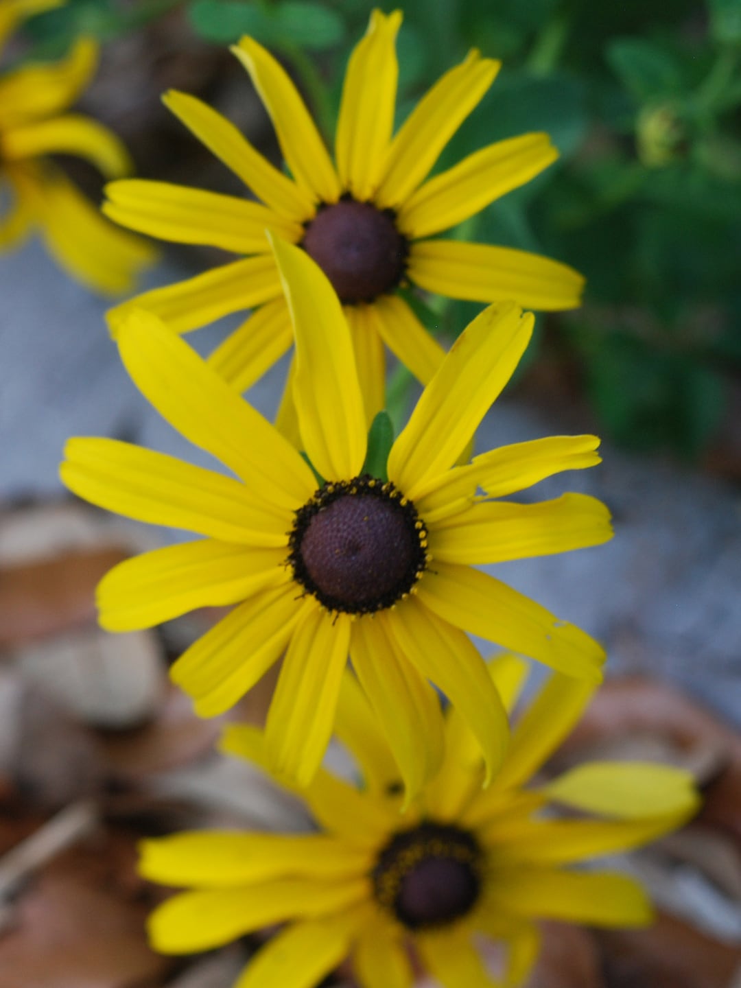 Florida Native Wildflower Seeds 6 Varieties of Florida Eco-type ...
