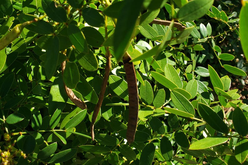 Florida Native BAHAMA SENNA Seeds *florida Eco-type * CHAMPANN'S ...