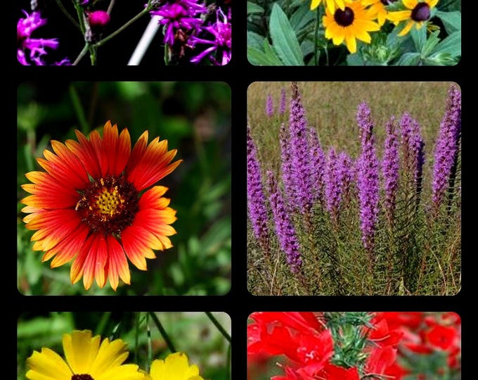 10 Florida Native Nectar Wildflower Species Seed Mix * Florida Eco-type ...