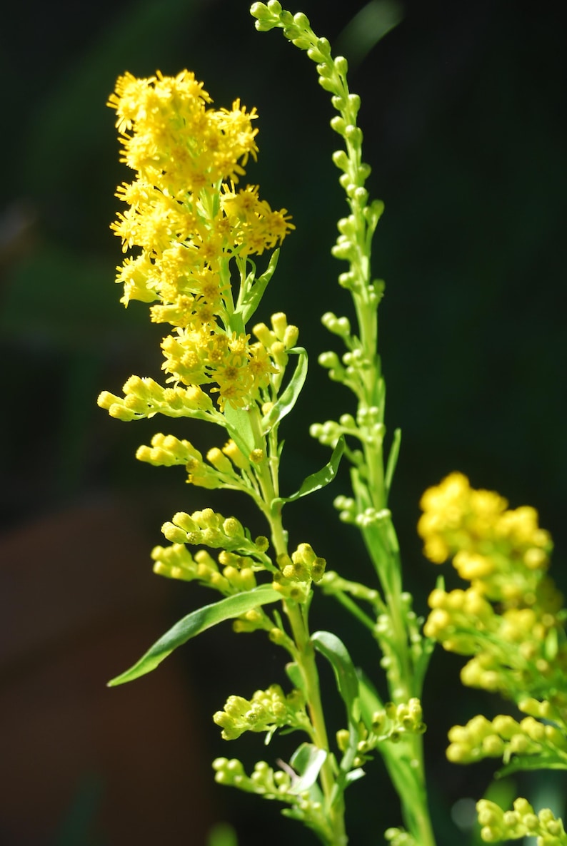 Florida Native SEASIDE GOLDENROD Seeds * Florida Eco-type * Solidago ...